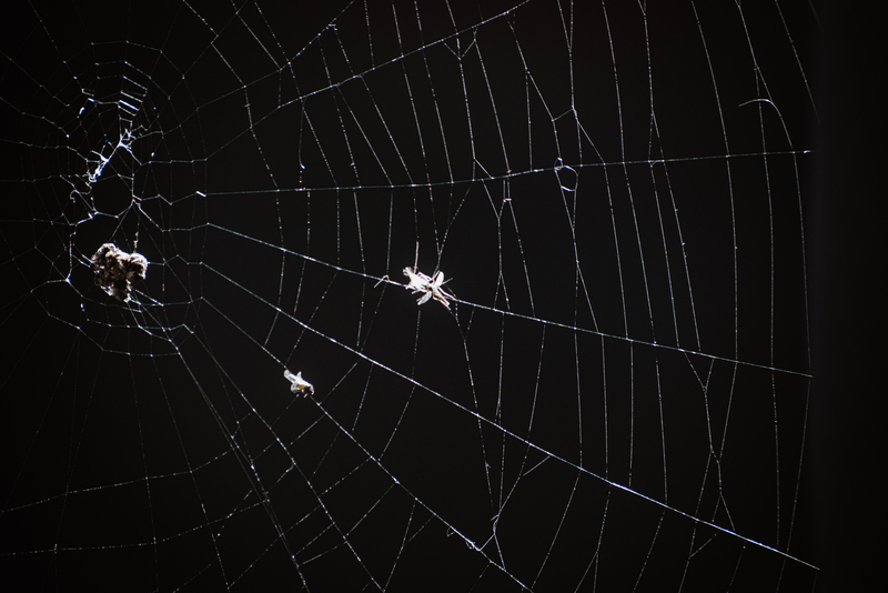 Interesting: What's Behind The Austrian Secret Service And The Eurocity ...