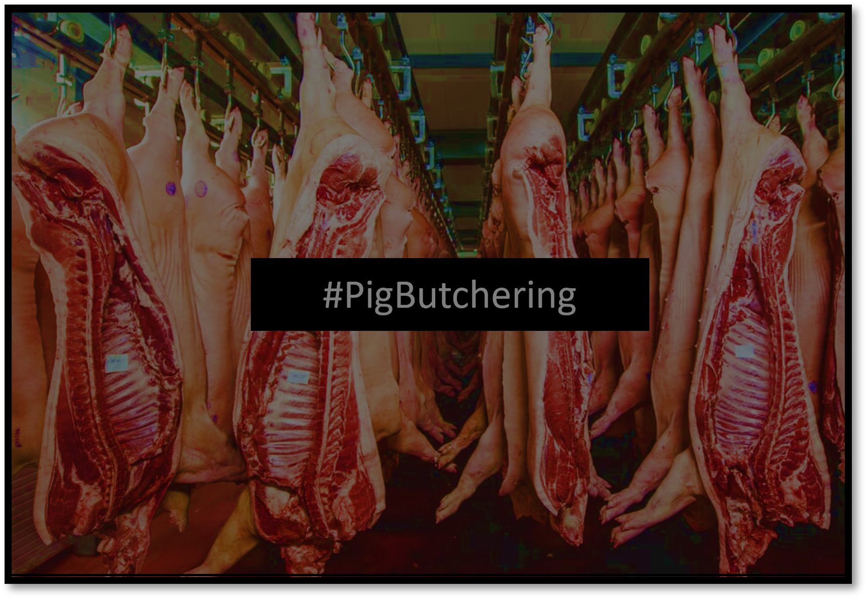 MetaTrader Allegedly Not Involved In Pig Butchering Scam But White ...